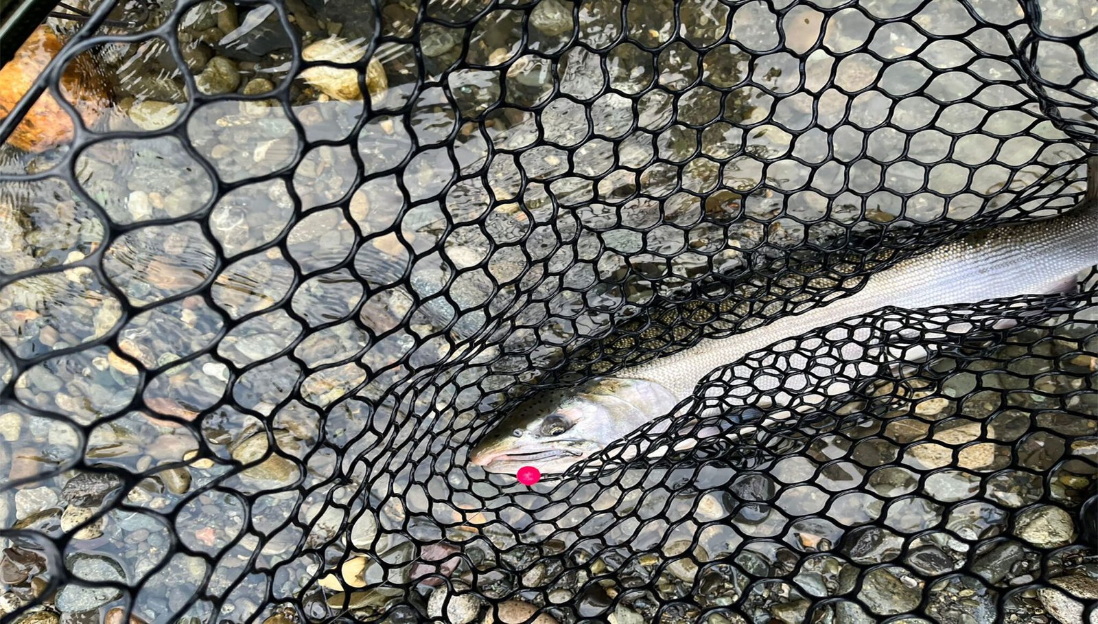 BeadnFloat – Premium Canadian Fishing Soft Beads and Tackle